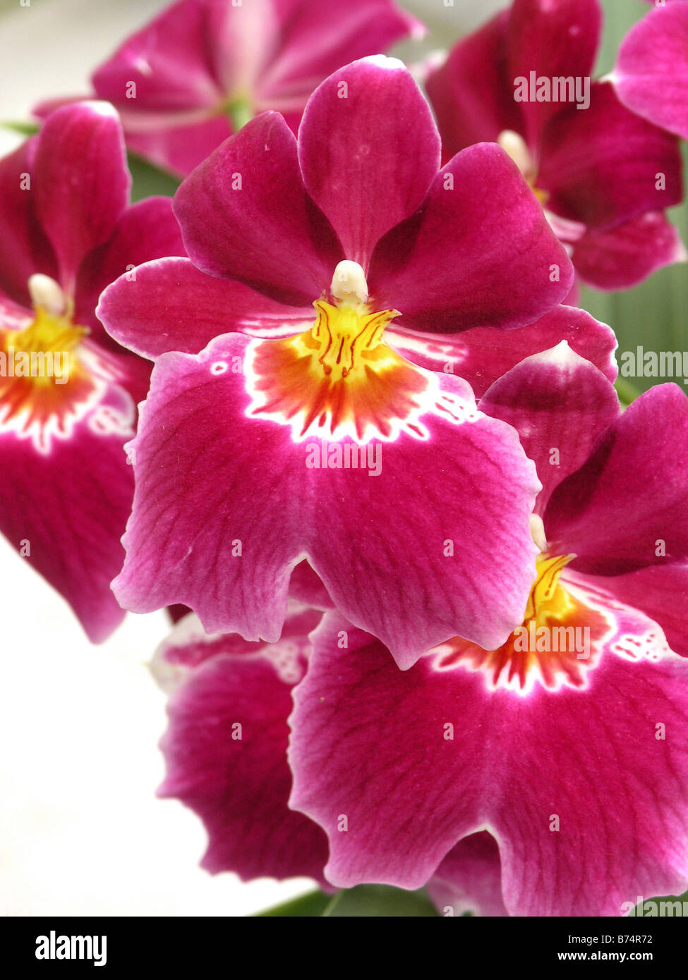 Deep pink orchids hi-res stock photography and images - Alamy