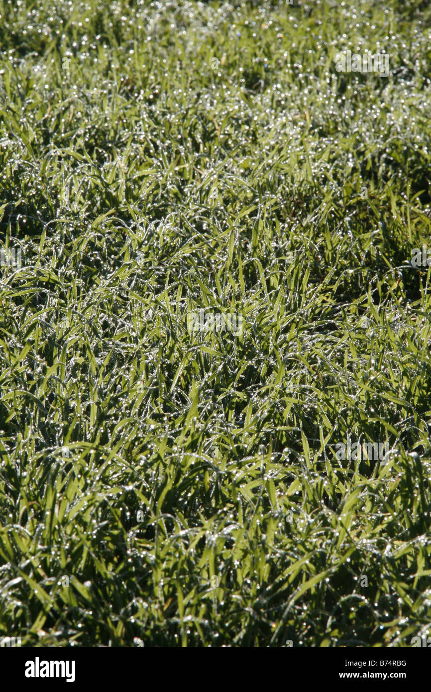 long grass covered with dew in field in country Stock Photo - Alamy