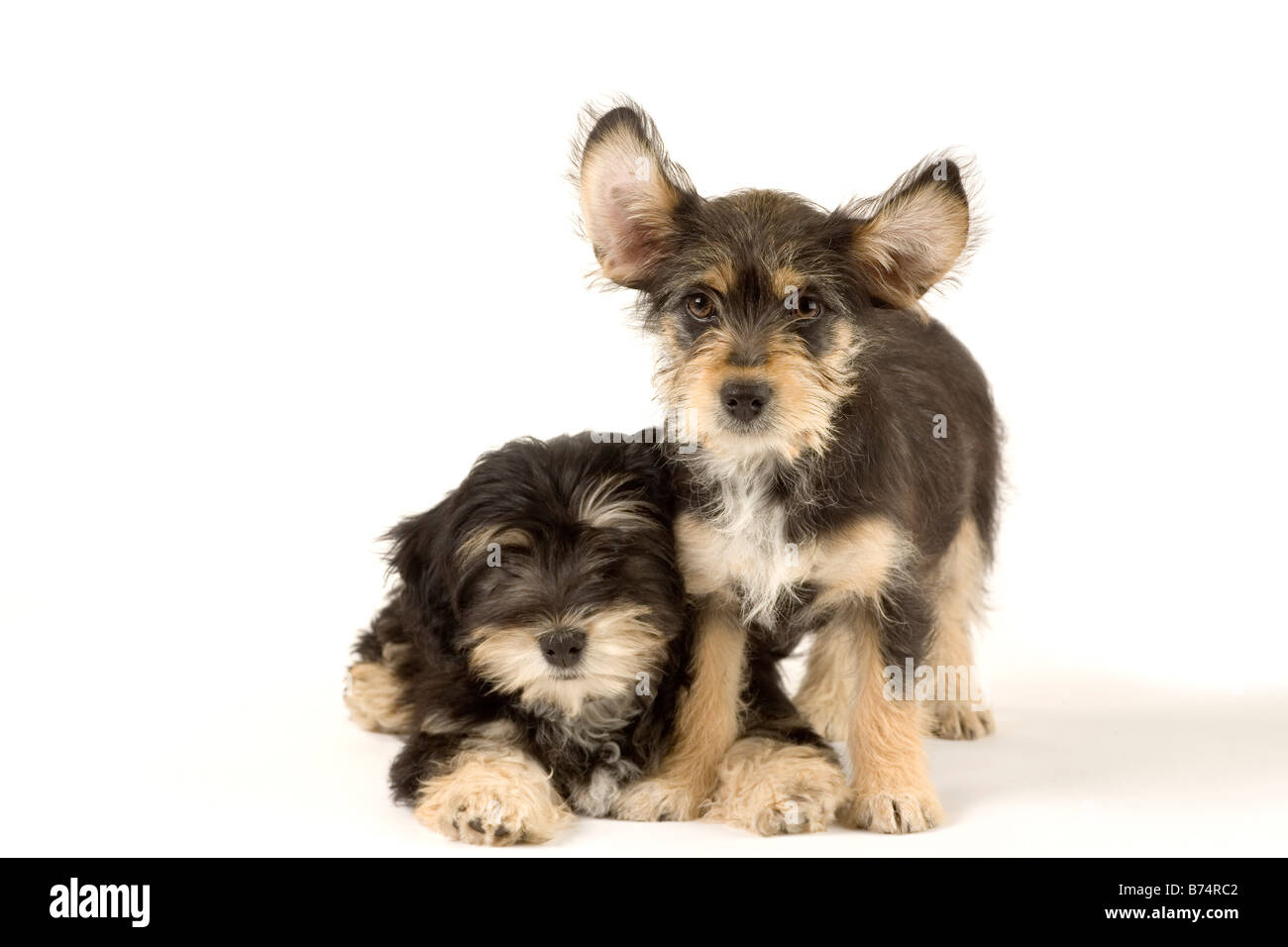 Two cute puppies brothers isolated on white Stock Photo - Alamy