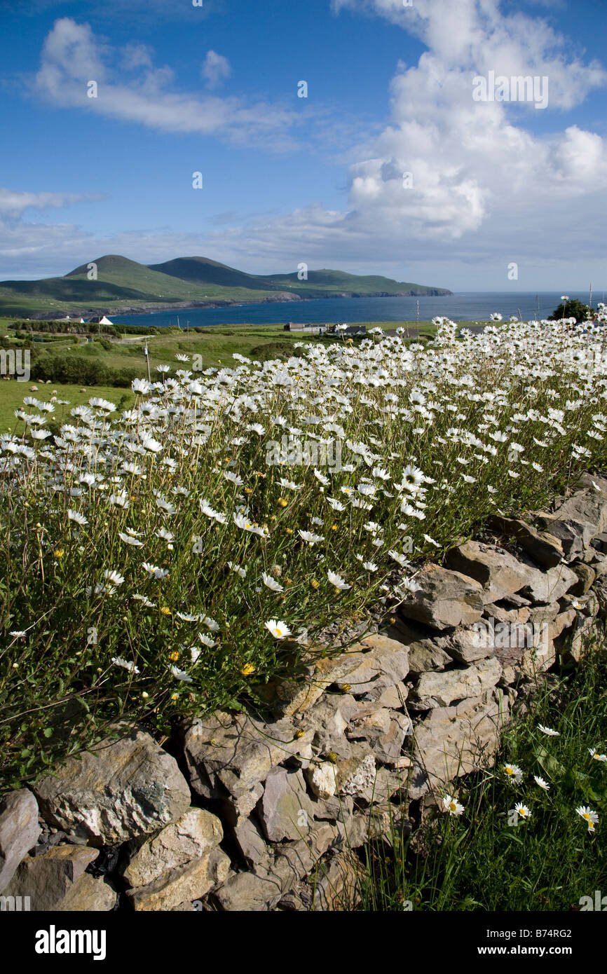 Stone wall with flowers and hills and sea in distance Stock Photo - Alamy