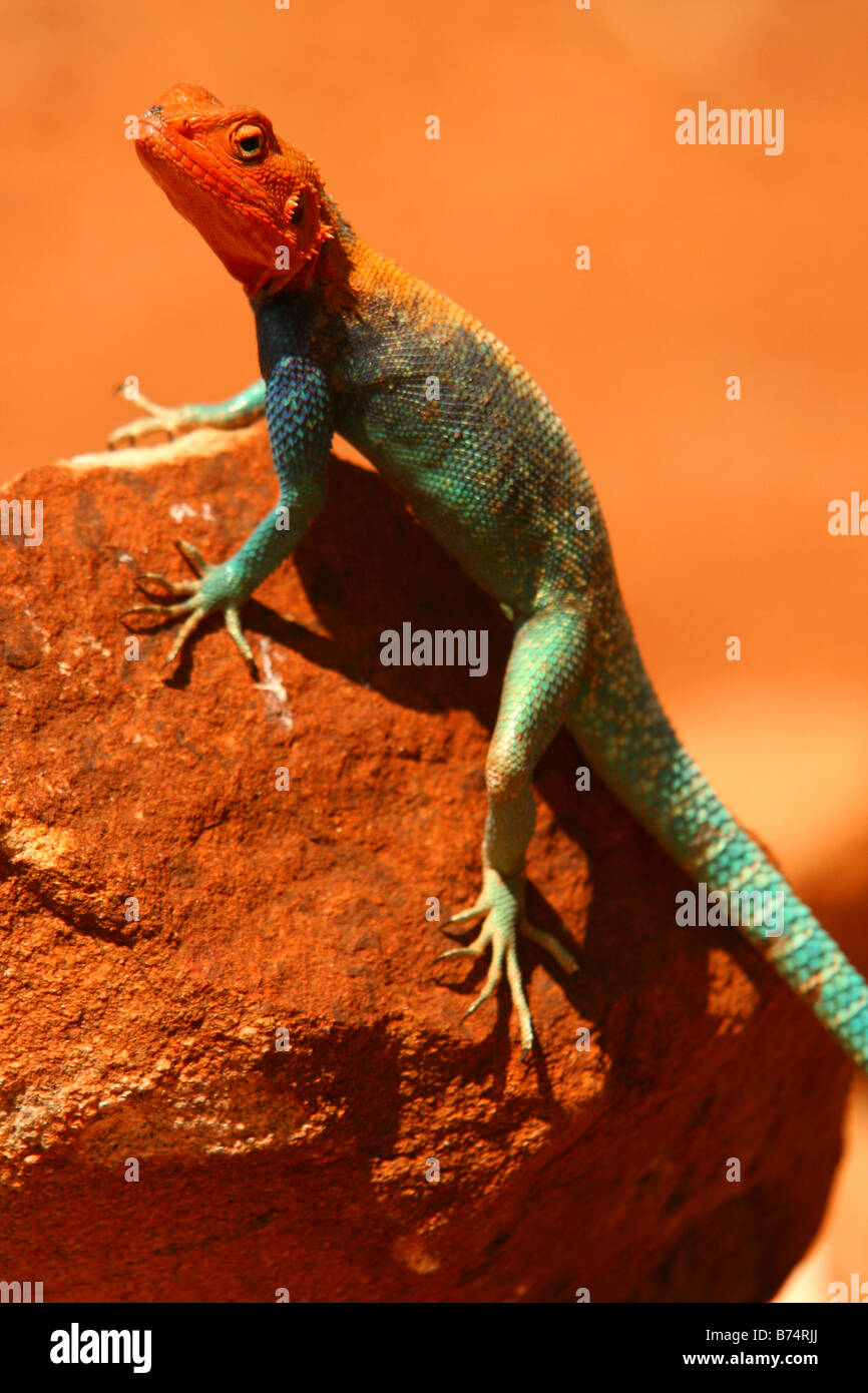 African rainbow lizard hi-res stock photography and images - Alamy