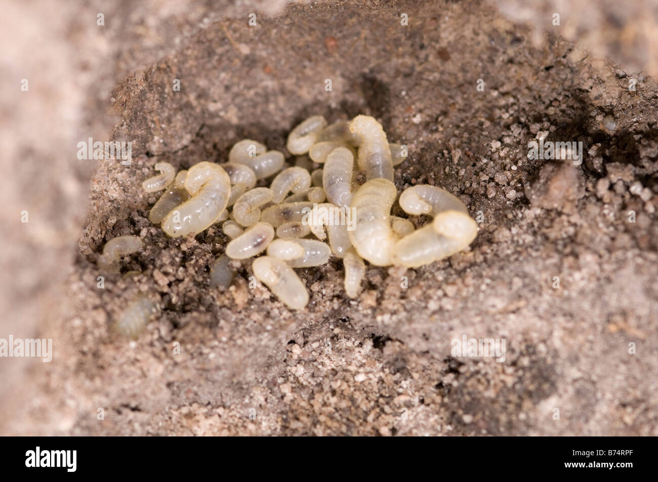 Sugar ant larvae inside nest Stock Photo - Alamy