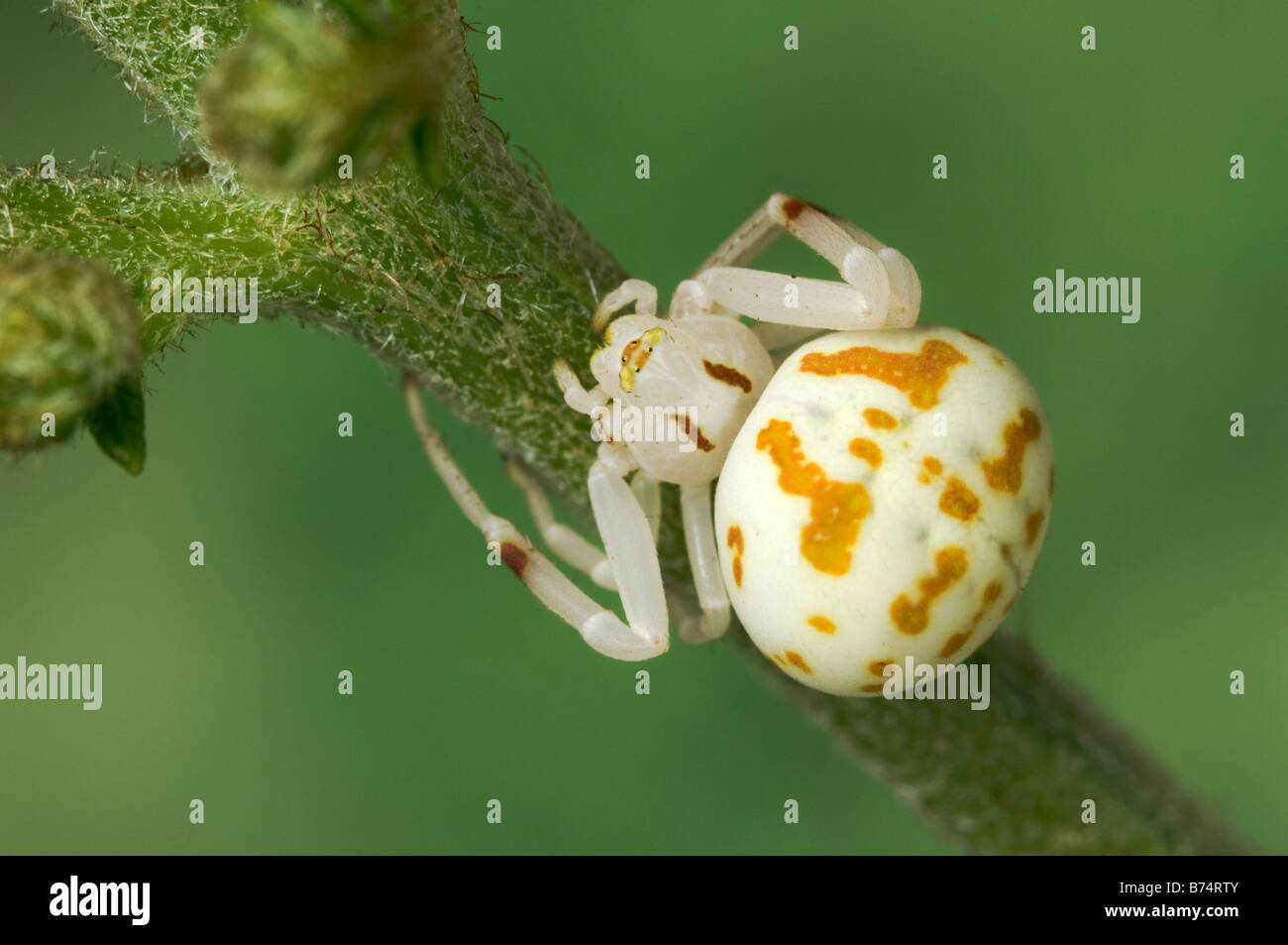 Australian spider flower hi-res stock photography and images - Alamy