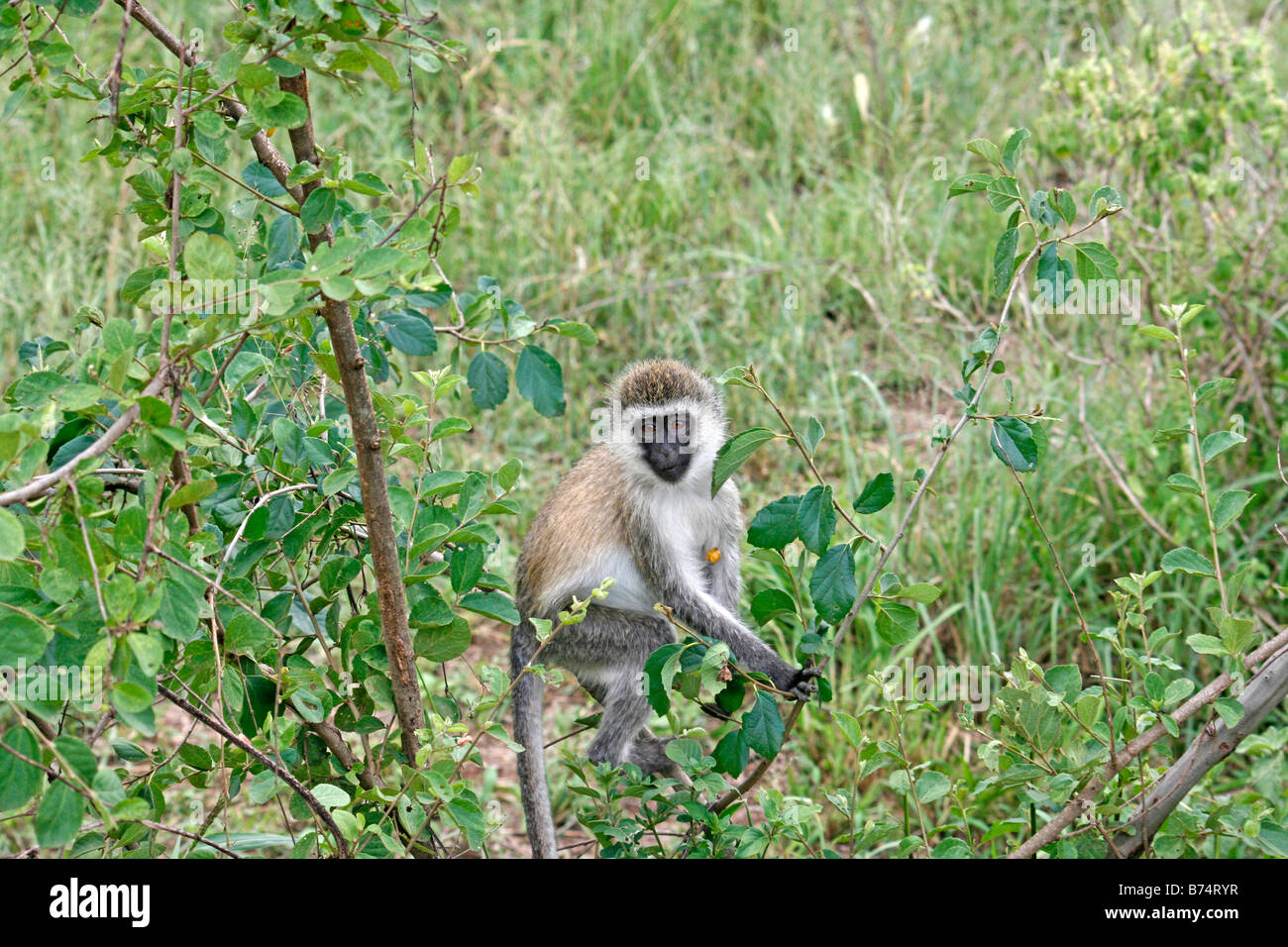 Vervet monkey in the bush Stock Photo - Alamy
