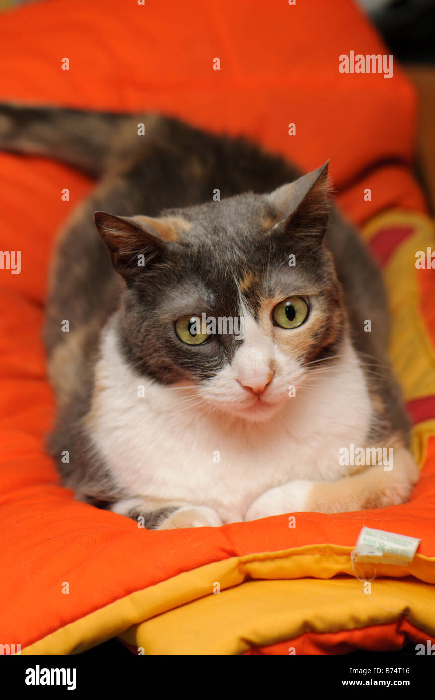Resting domestic cat Stock Photo - Alamy