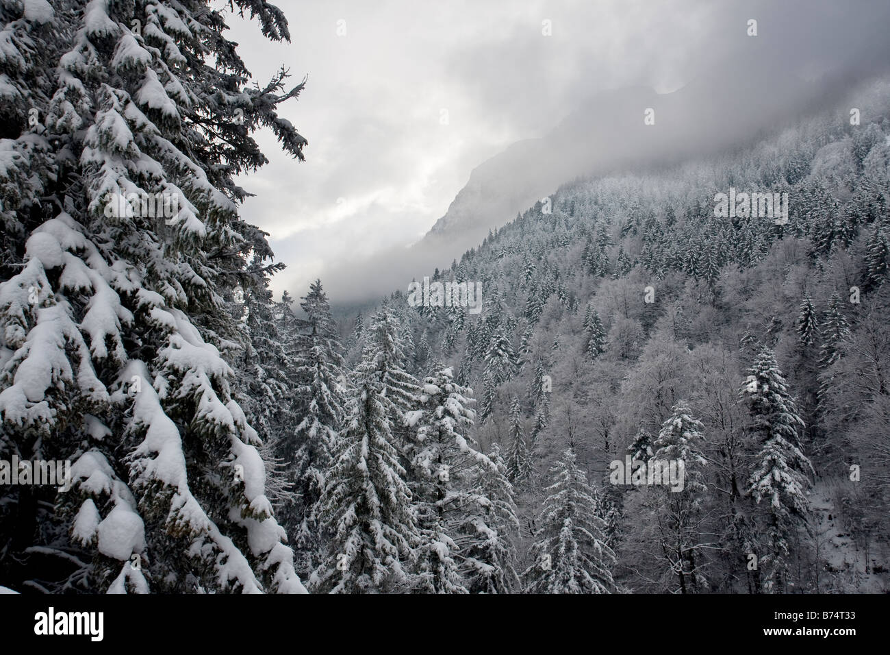 Snowy trees in the mountains near Fussen Germany Stock Photo - Alamy