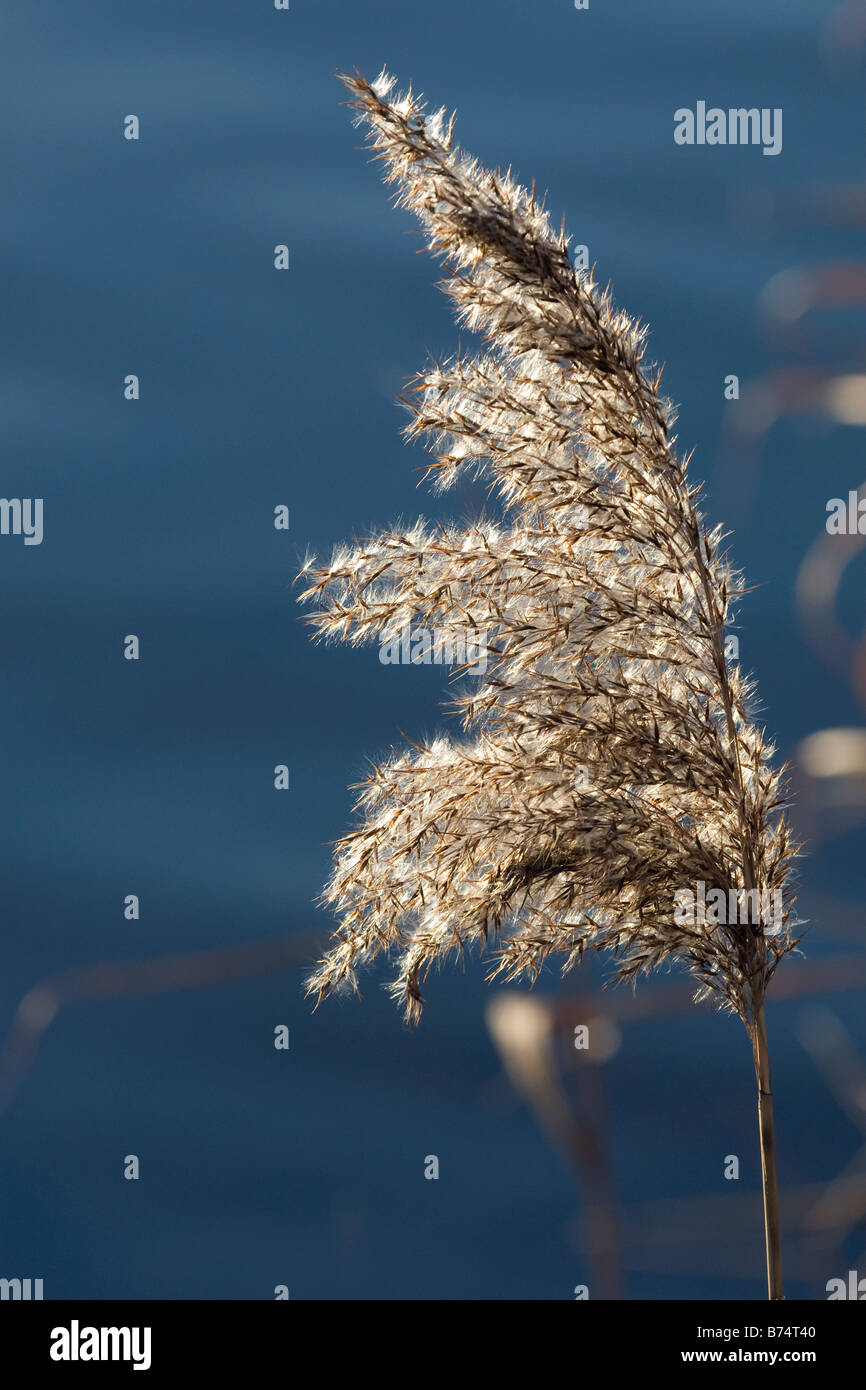 Single reed in Broadland, Norfolk Stock Photo - Alamy