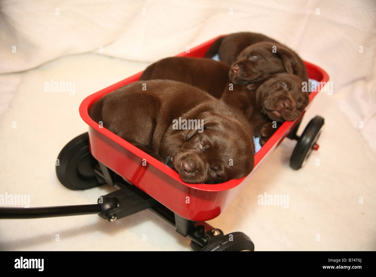 Chocolate lab puppies hi-res stock photography and images - Alamy