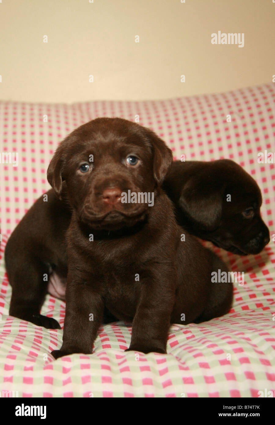 Black and chocolate lab puppies hi-res stock photography and images - Alamy