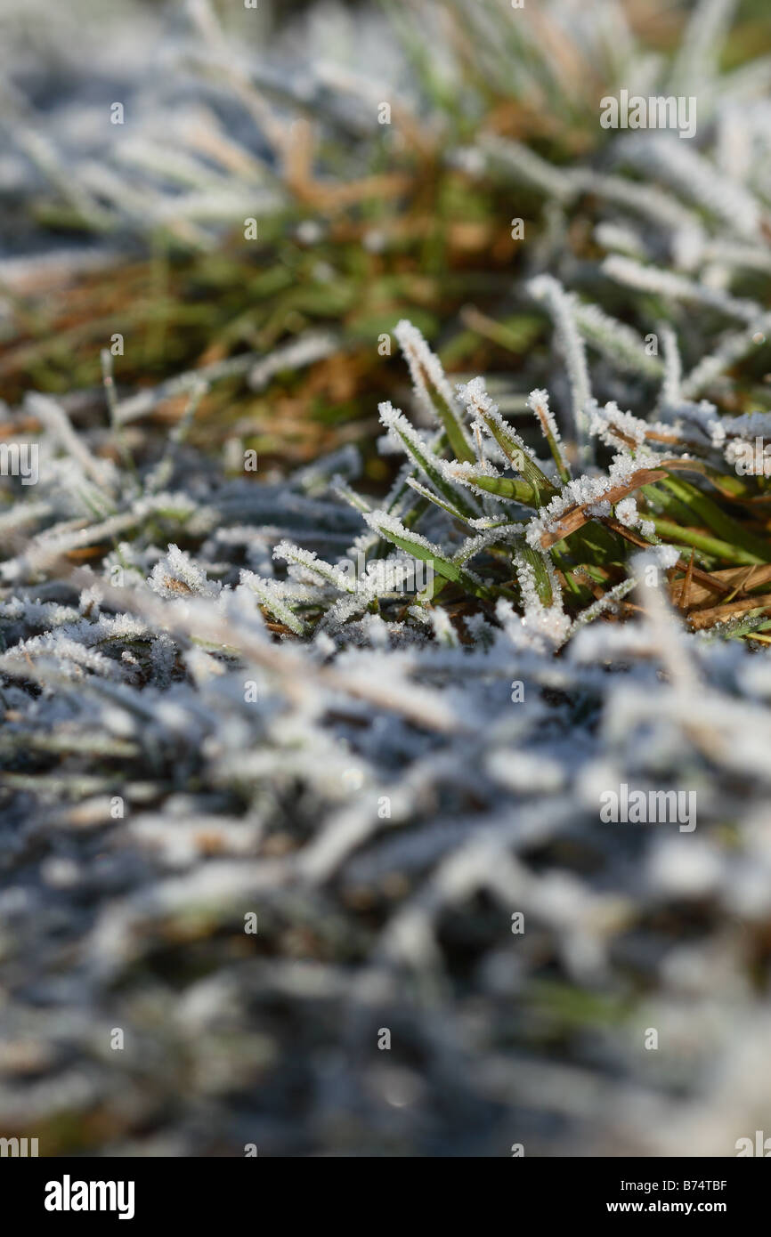 Frosty garden lawn hi-res stock photography and images - Alamy