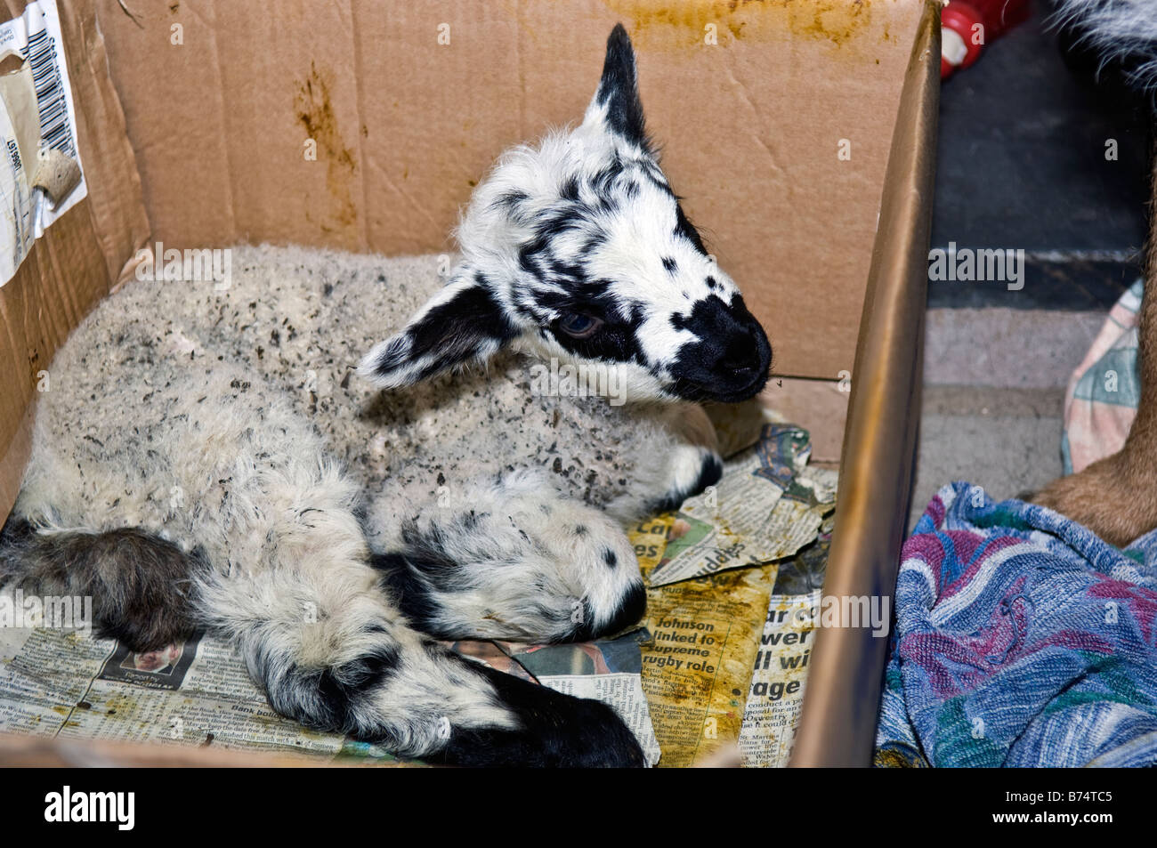 Orphan lamb being reared indoors Dinas Mawddwy Gwynedd North Wales ...