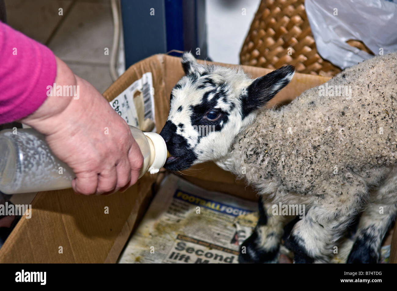 Orphan lamb being bottle fed indoors Dinas Mawddwy Gwynedd North Wales ...