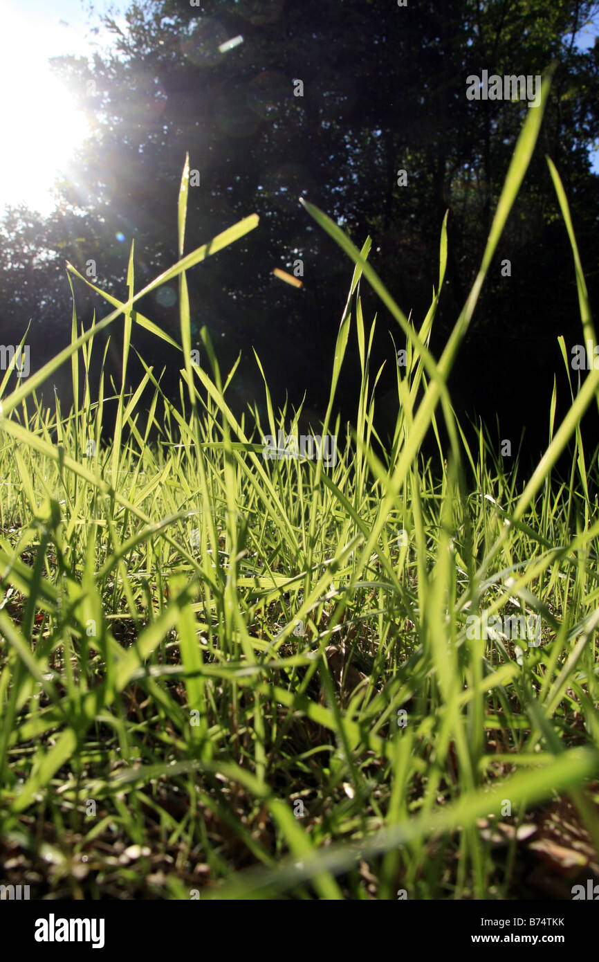 long green grass in sun light in field in country woods Stock Photo - Alamy