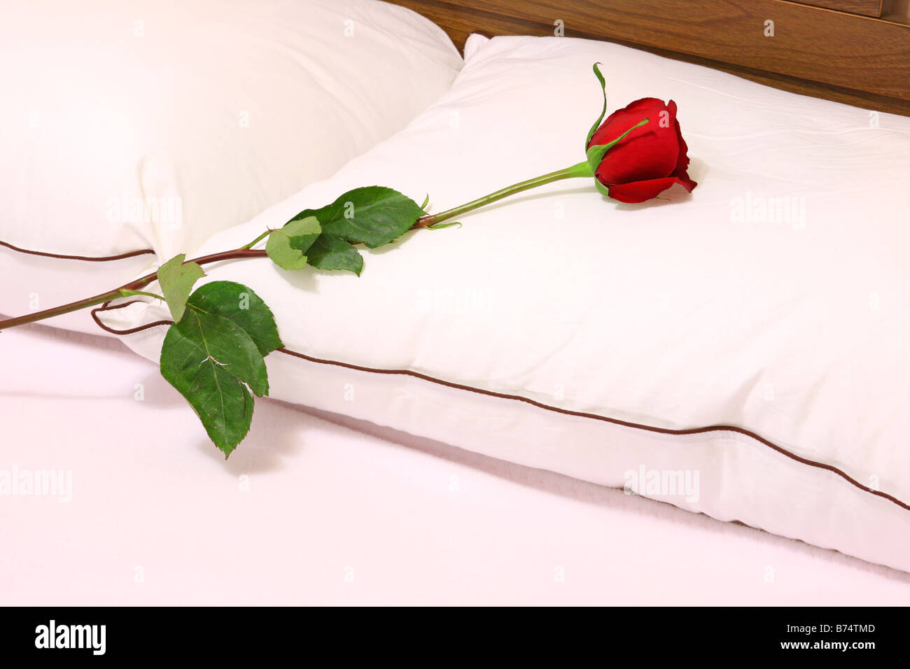 Red rose rose laying on hi-res stock photography and images - Alamy