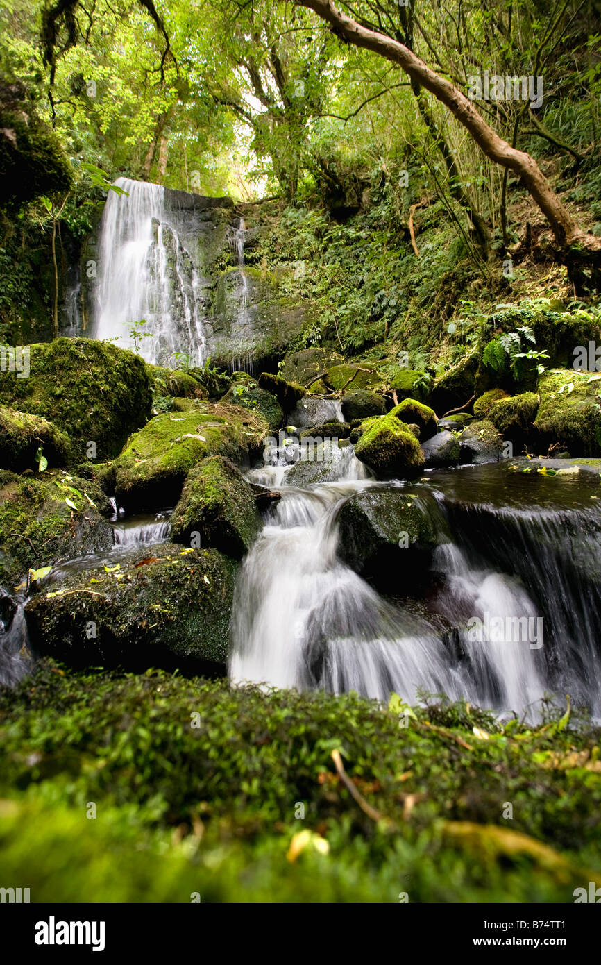 New Zealand, South Island, The Catlins, Papatowai, Matai Falls Stock ...