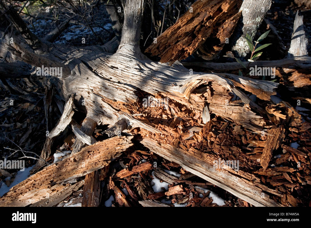 Rotting tree trunk hi-res stock photography and images - Alamy