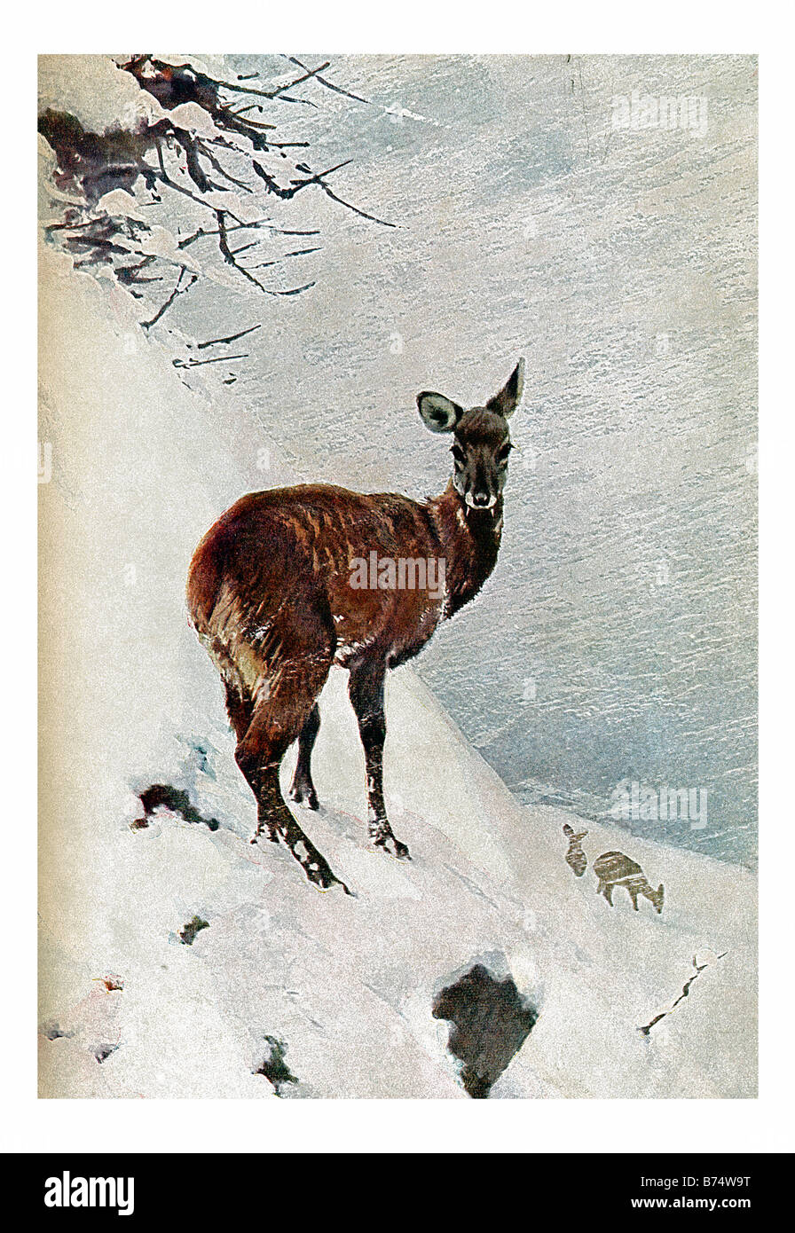 illustration of a musk deer high up in the mountains Stock Photo - Alamy