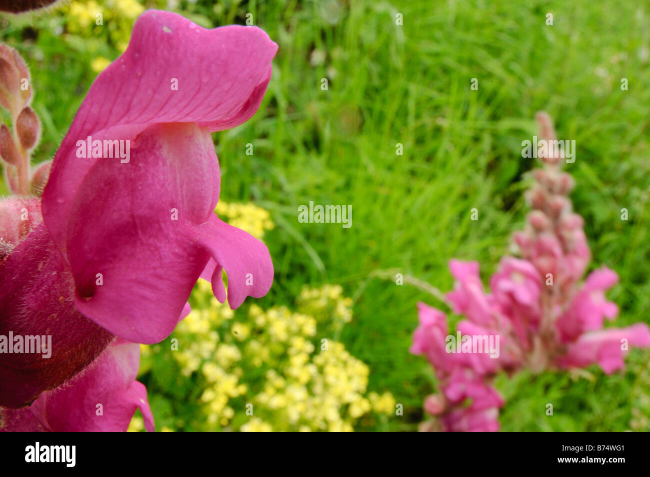 Flower snap hi-res stock photography and images - Alamy
