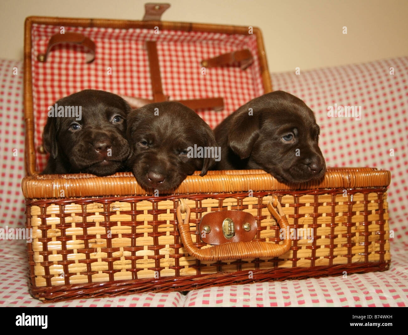 Chocolate Labrador puppies in a wicker picnic basket Stock Photo - Alamy