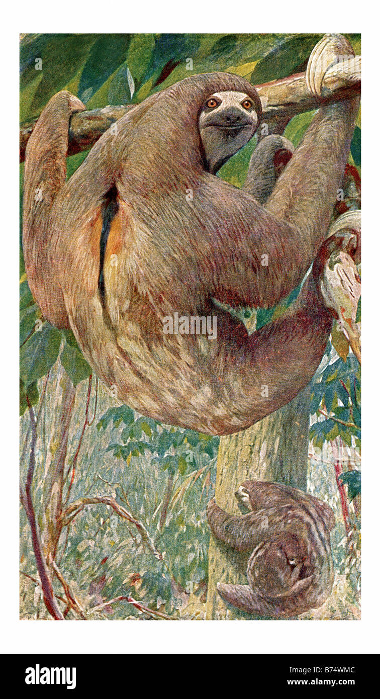 three-toed sloth hanging from a tree Stock Photo - Alamy