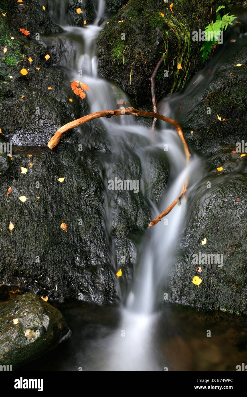 A wishbone branch in a Waterfall Stock Photo - Alamy
