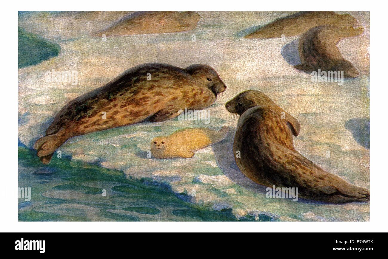 Seal family hi-res stock photography and images - Alamy