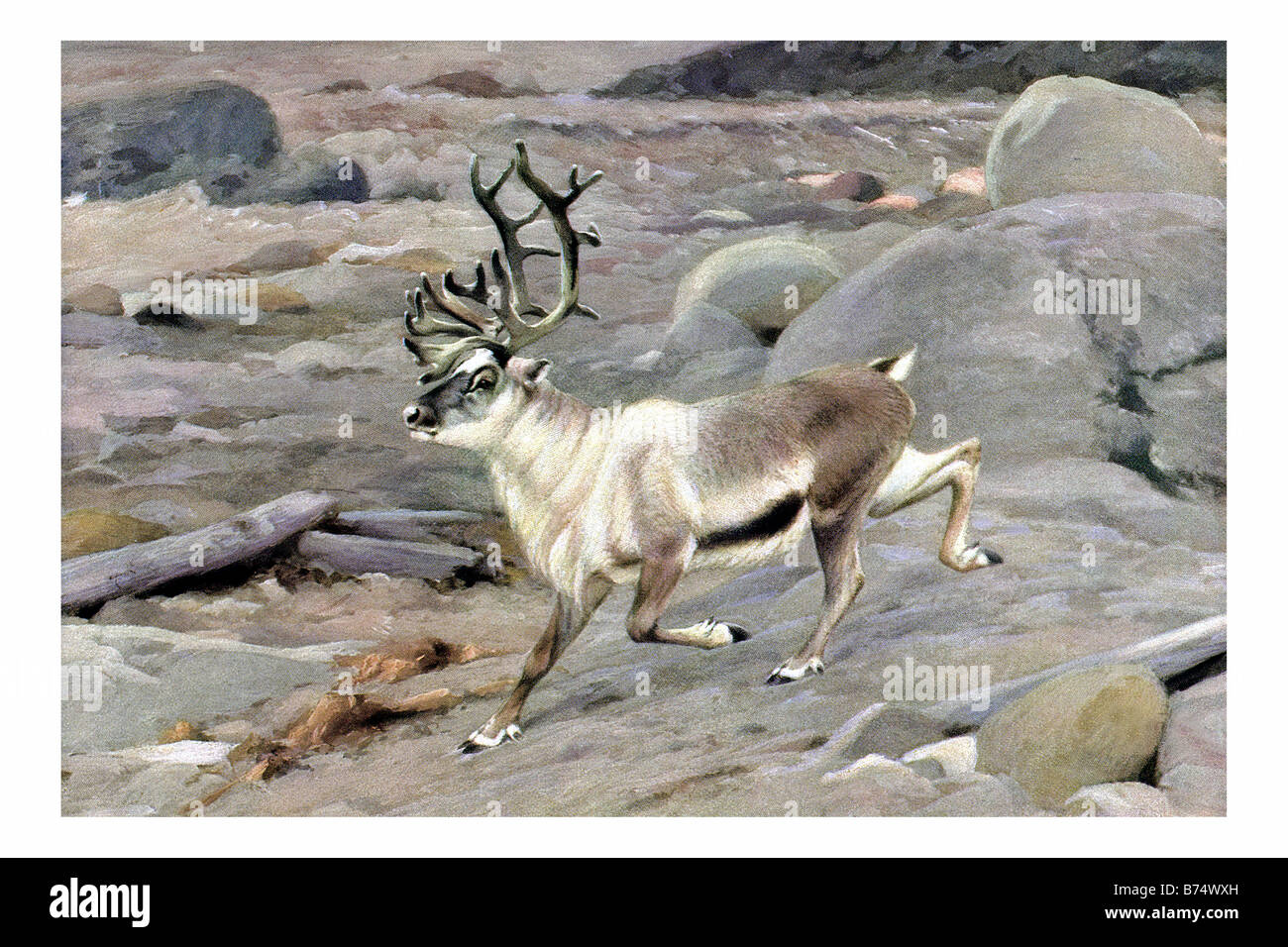 Caribou Animal Running