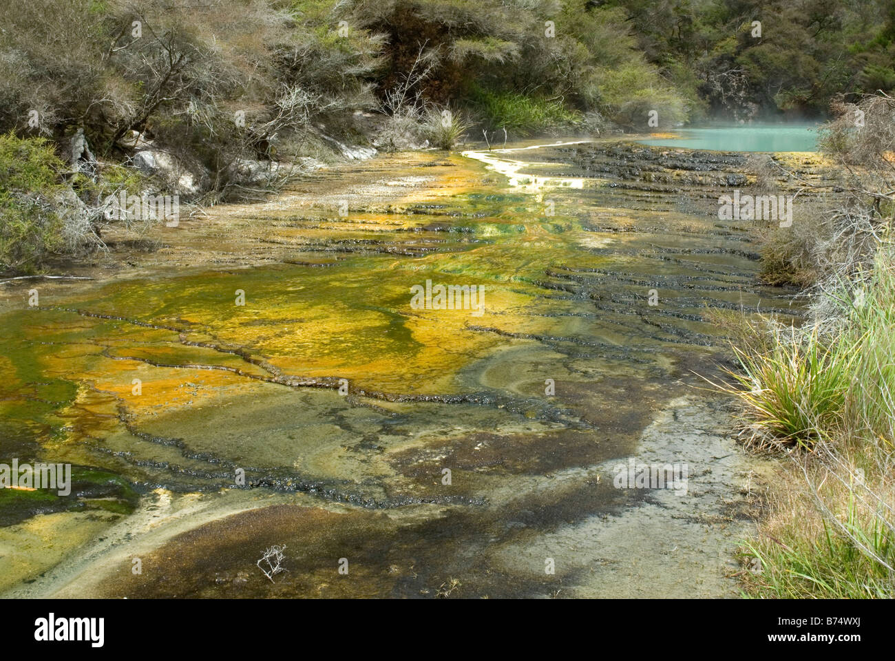 Small lake and Ripple Terraces above The Warbrick Terrace at Waimangu ...