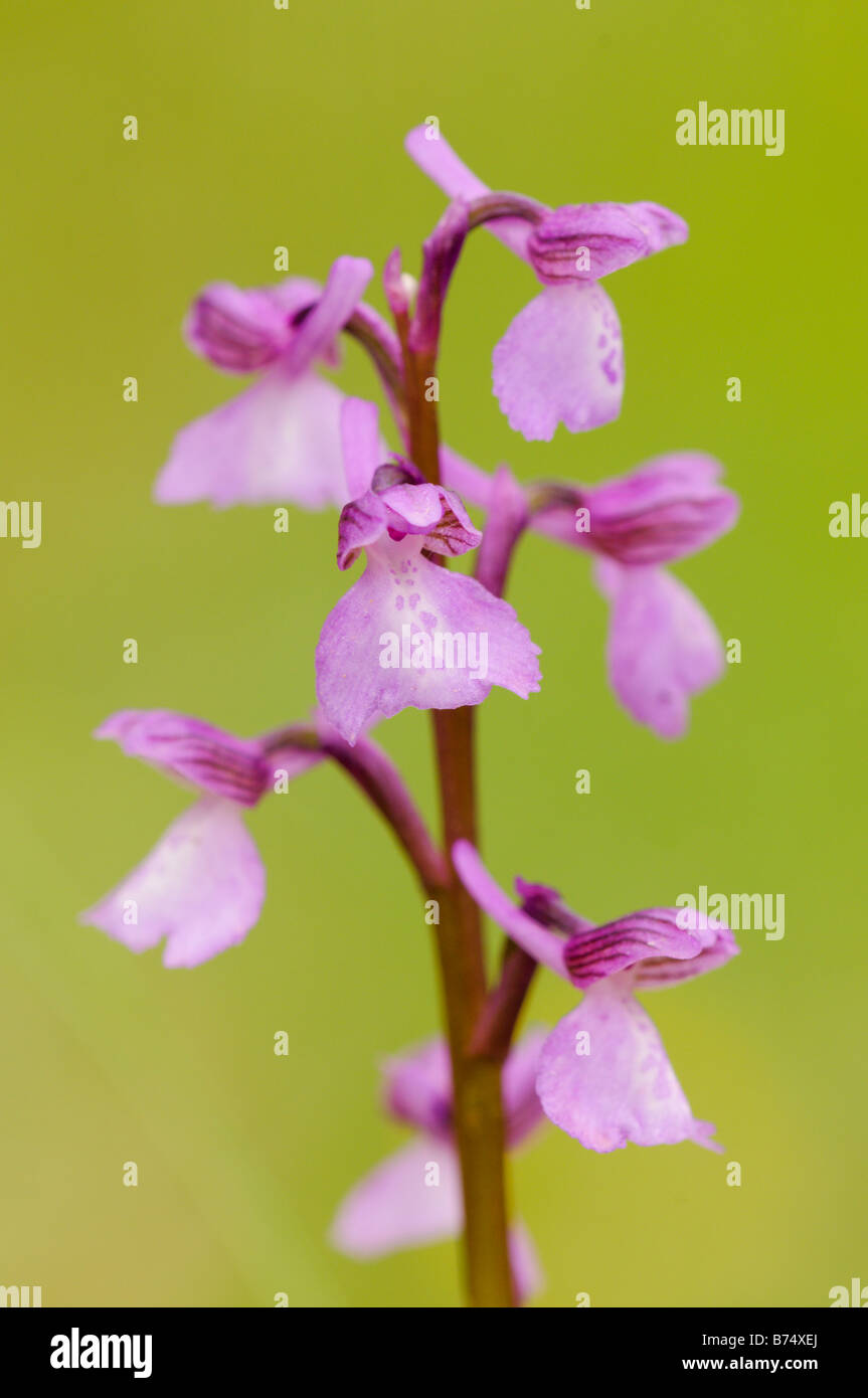 Autochtonous hi-res stock photography and images - Alamy