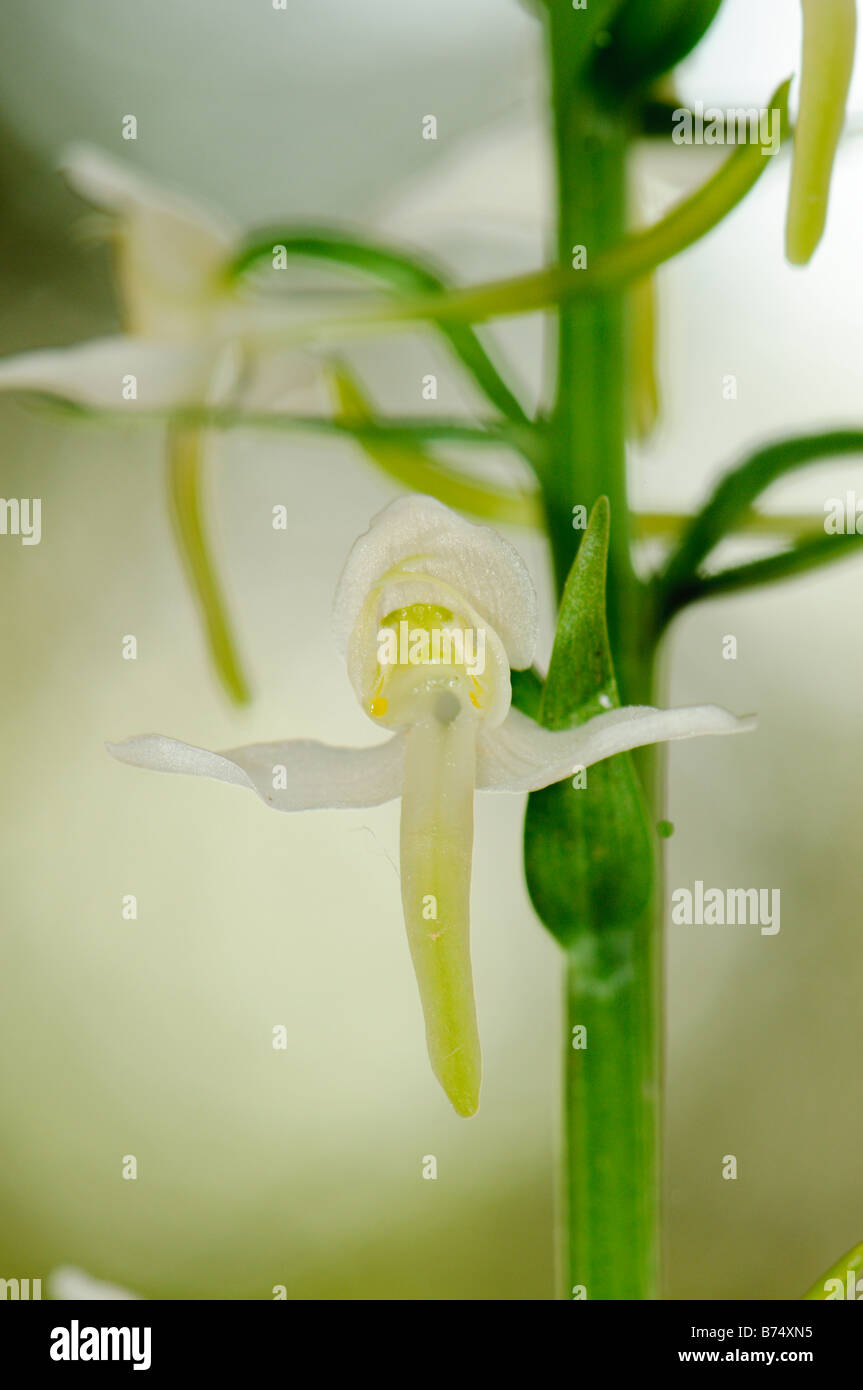 Flower of the wild autochtonous orchid Platanthera chlorantha, the ...