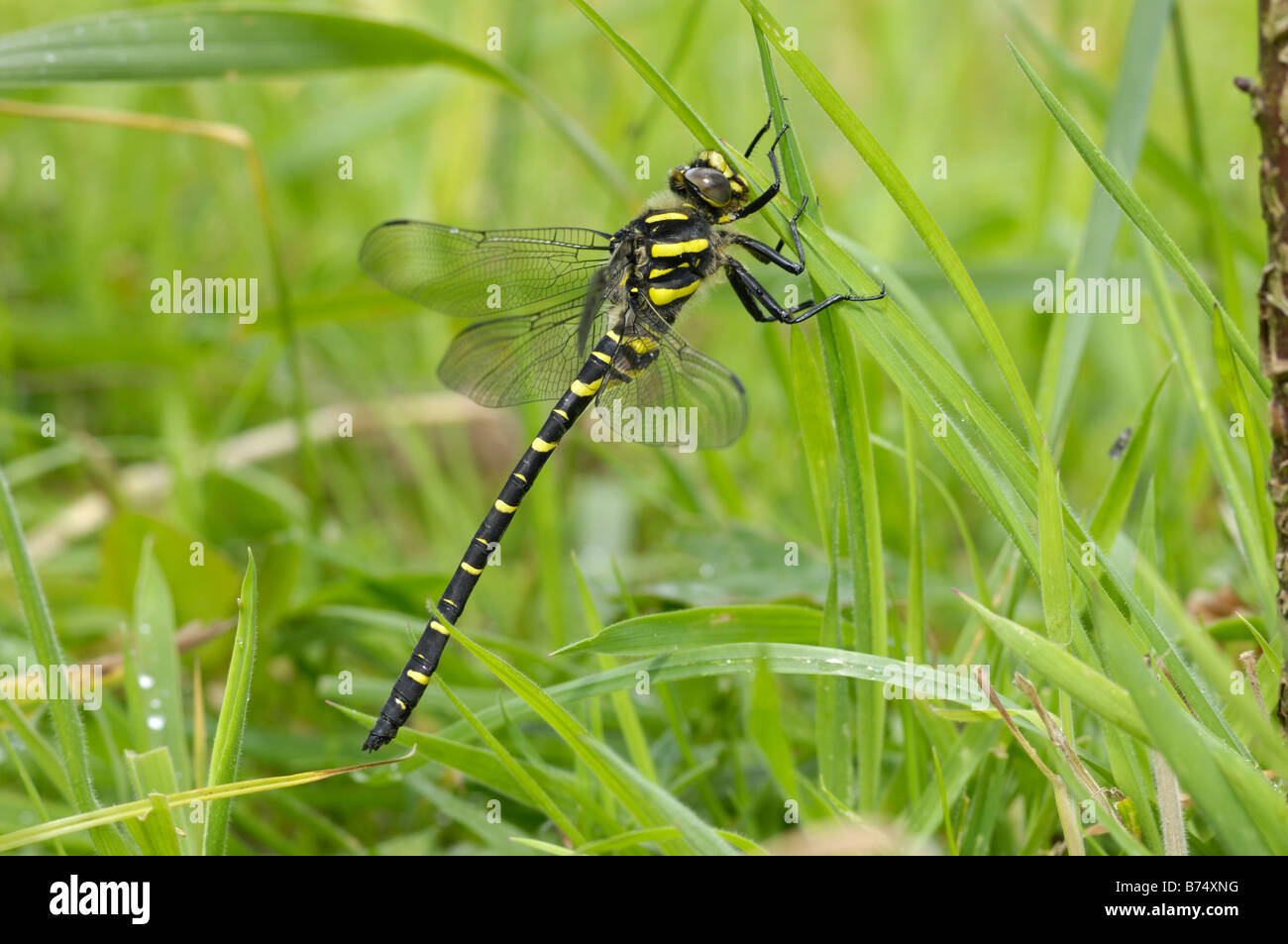 Golden ringed dragonfly hi-res stock photography and images - Alamy
