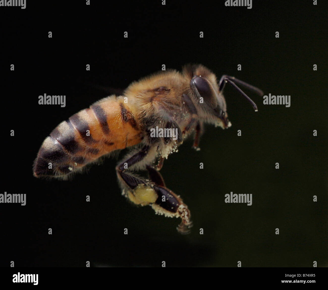 Flightflying hi-res stock photography and images - Alamy