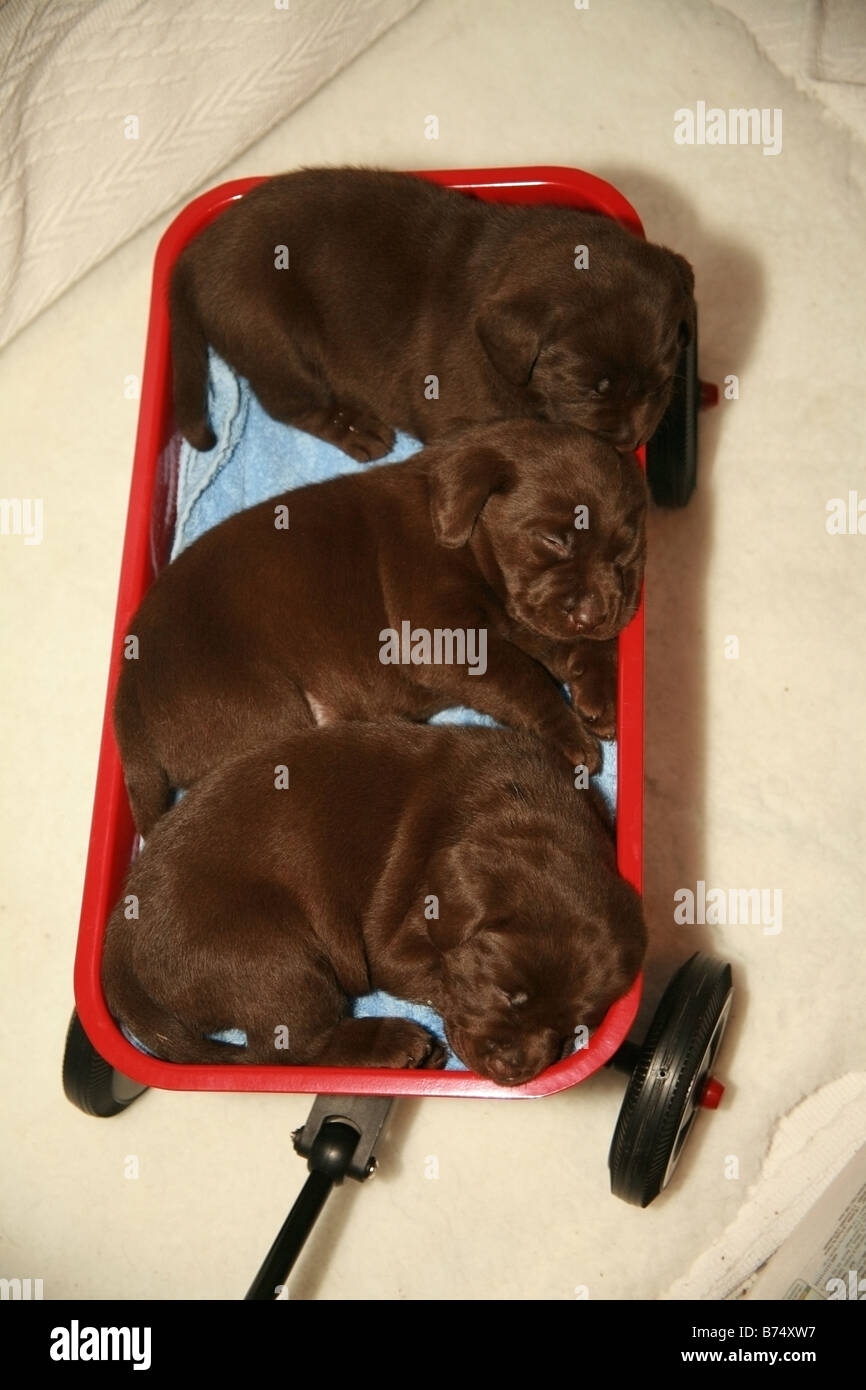 Black and chocolate lab puppies hi-res stock photography and images - Alamy
