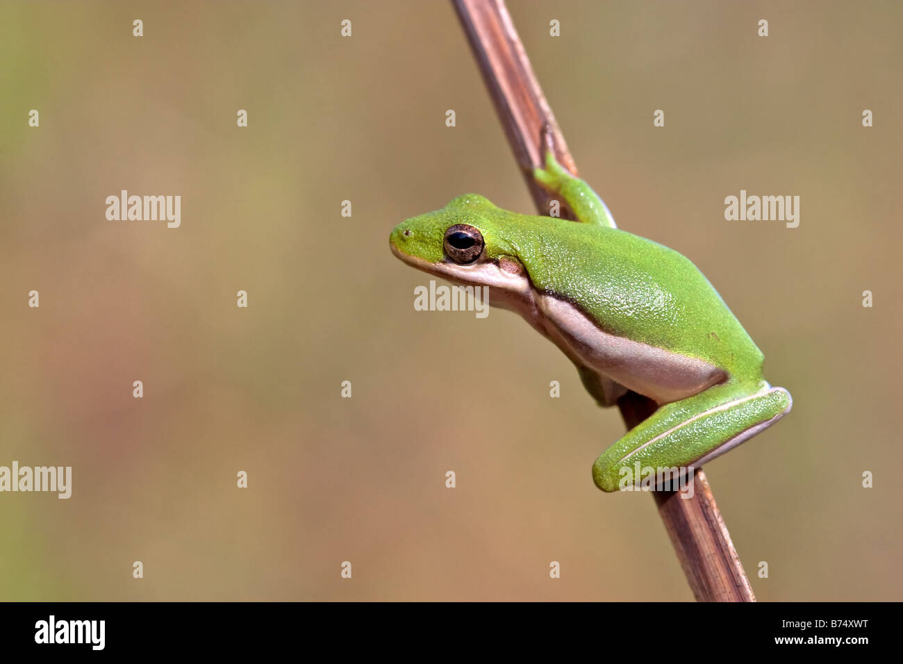Green Treefrog, Hyla cinerea Stock Photo - Alamy