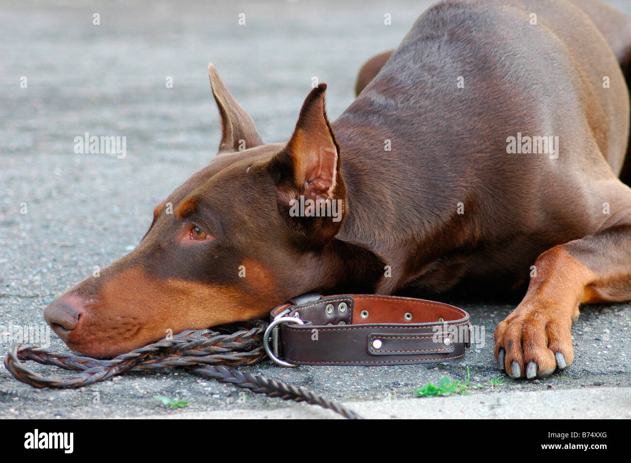 Sad doberman hi-res stock photography and images - Alamy