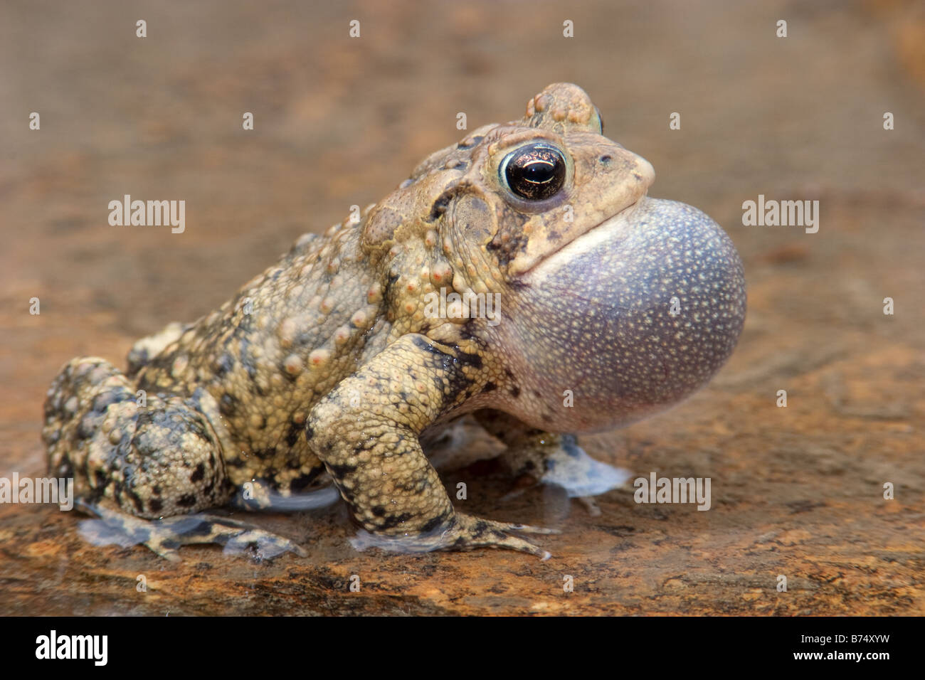 American Toad, Bufo americanus calling Stock Photo - Alamy
