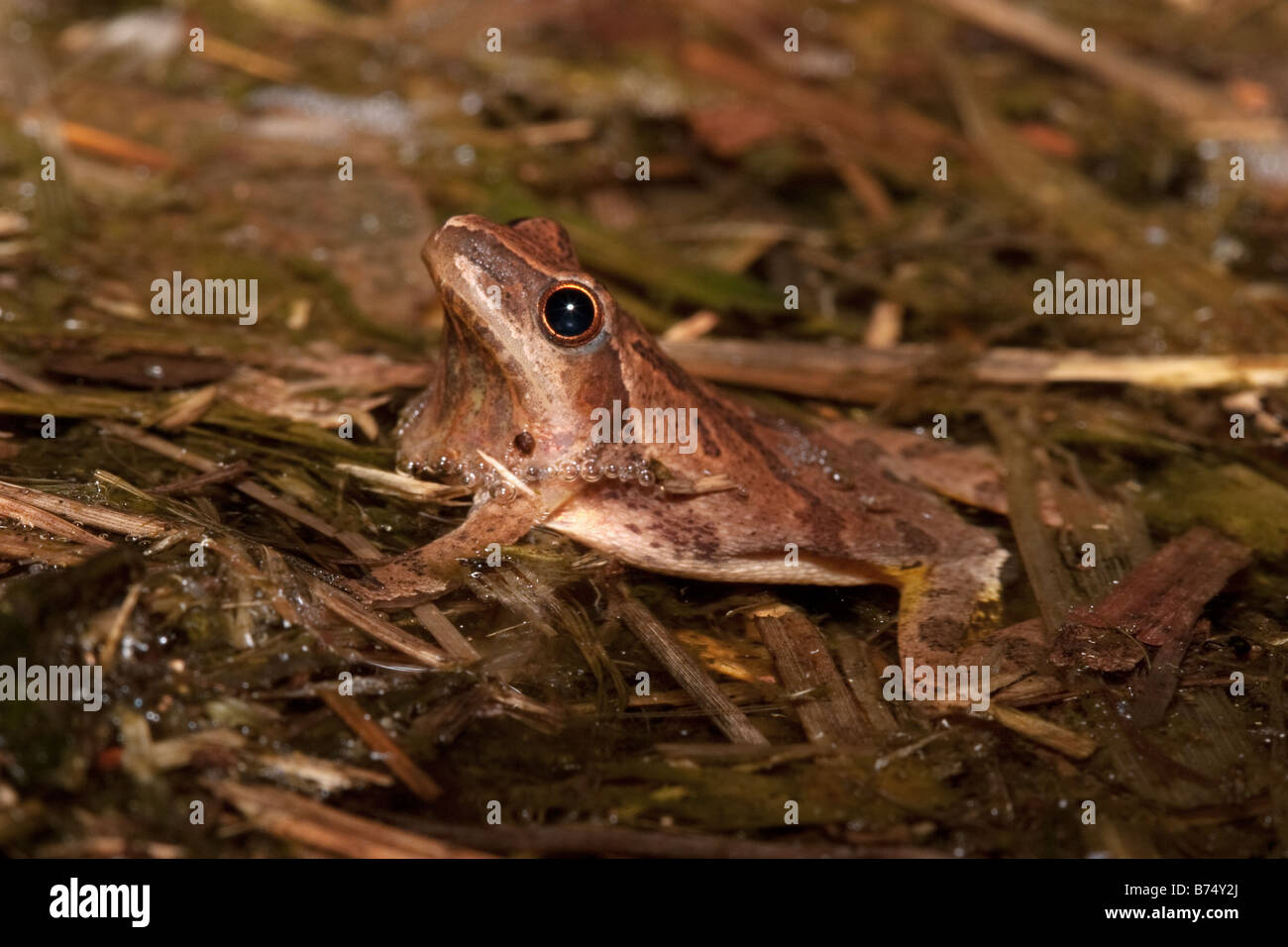Pseudacris crucifer, Northern Spring Peeper calling from water Stock ...
