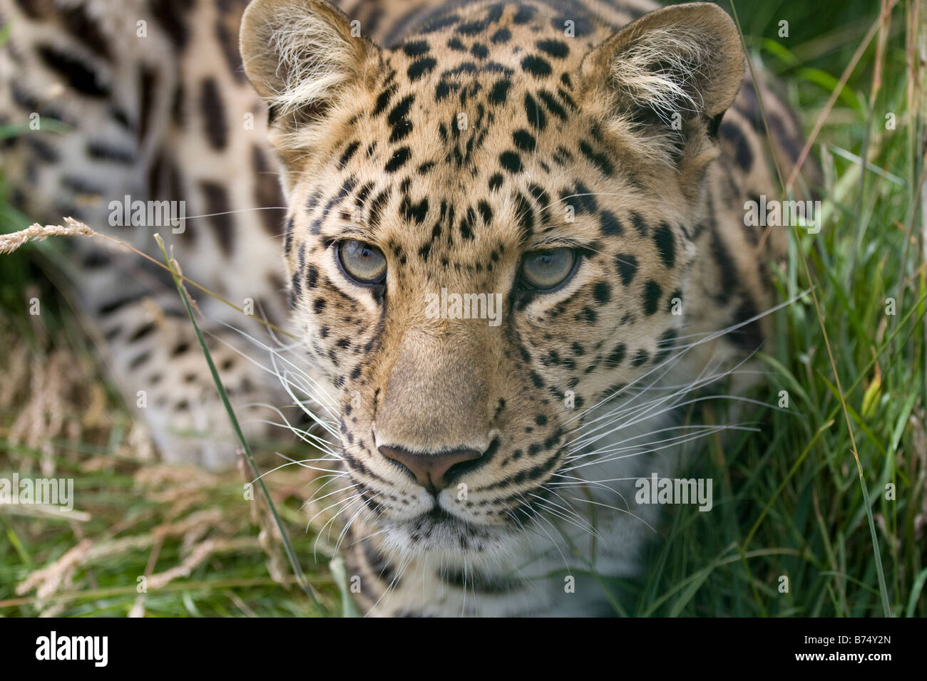 Amur leopard hi-res stock photography and images - Alamy