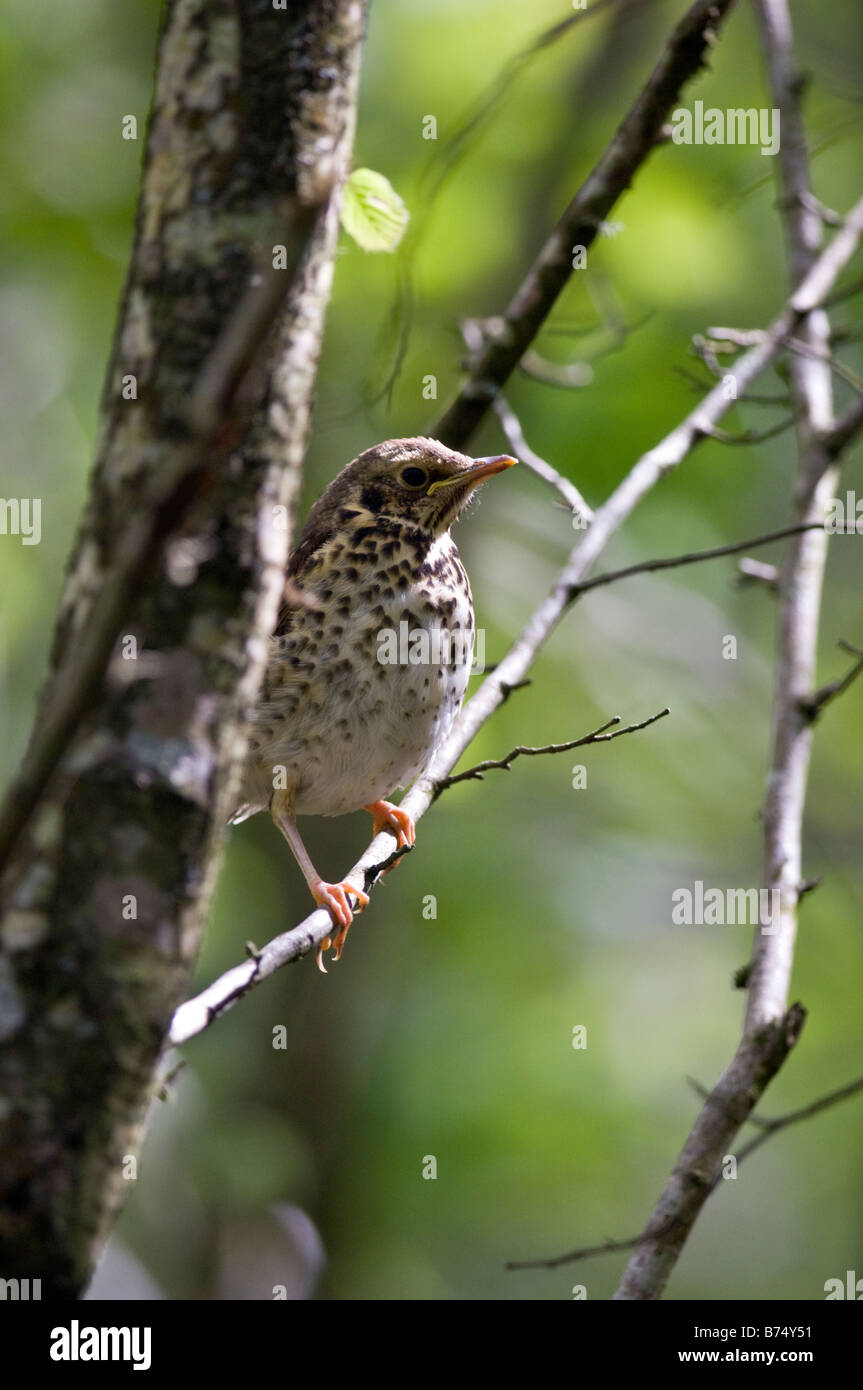 Wood thrush bird hi-res stock photography and images - Alamy