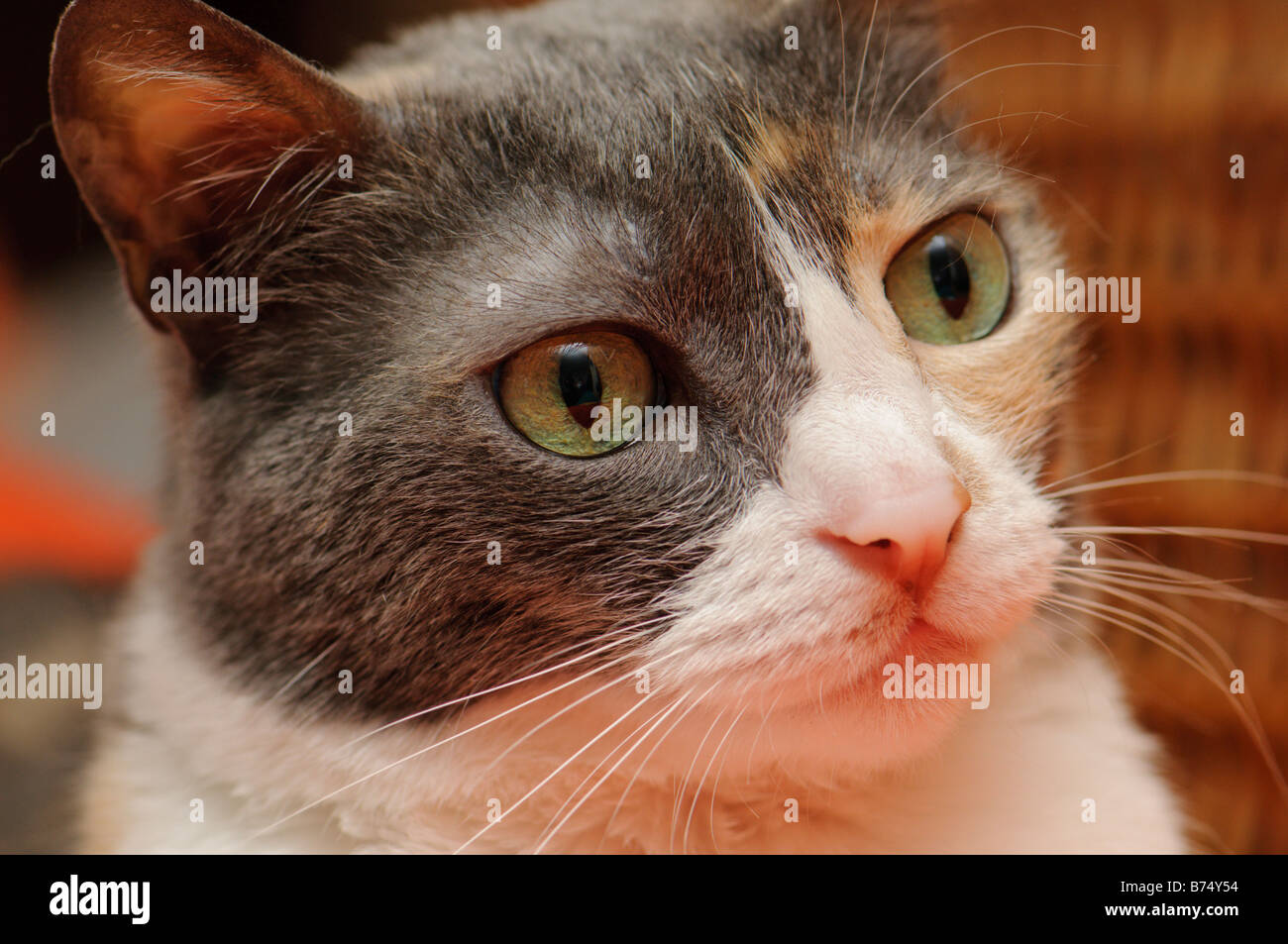 Cat eye anatomy hi-res stock photography and images - Alamy