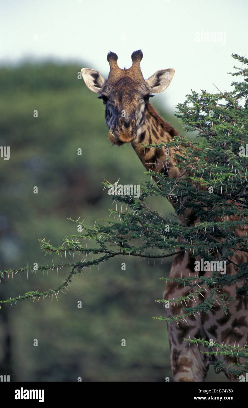 Giraffe Behind Tree High Resolution Stock Photography and Images - Alamy