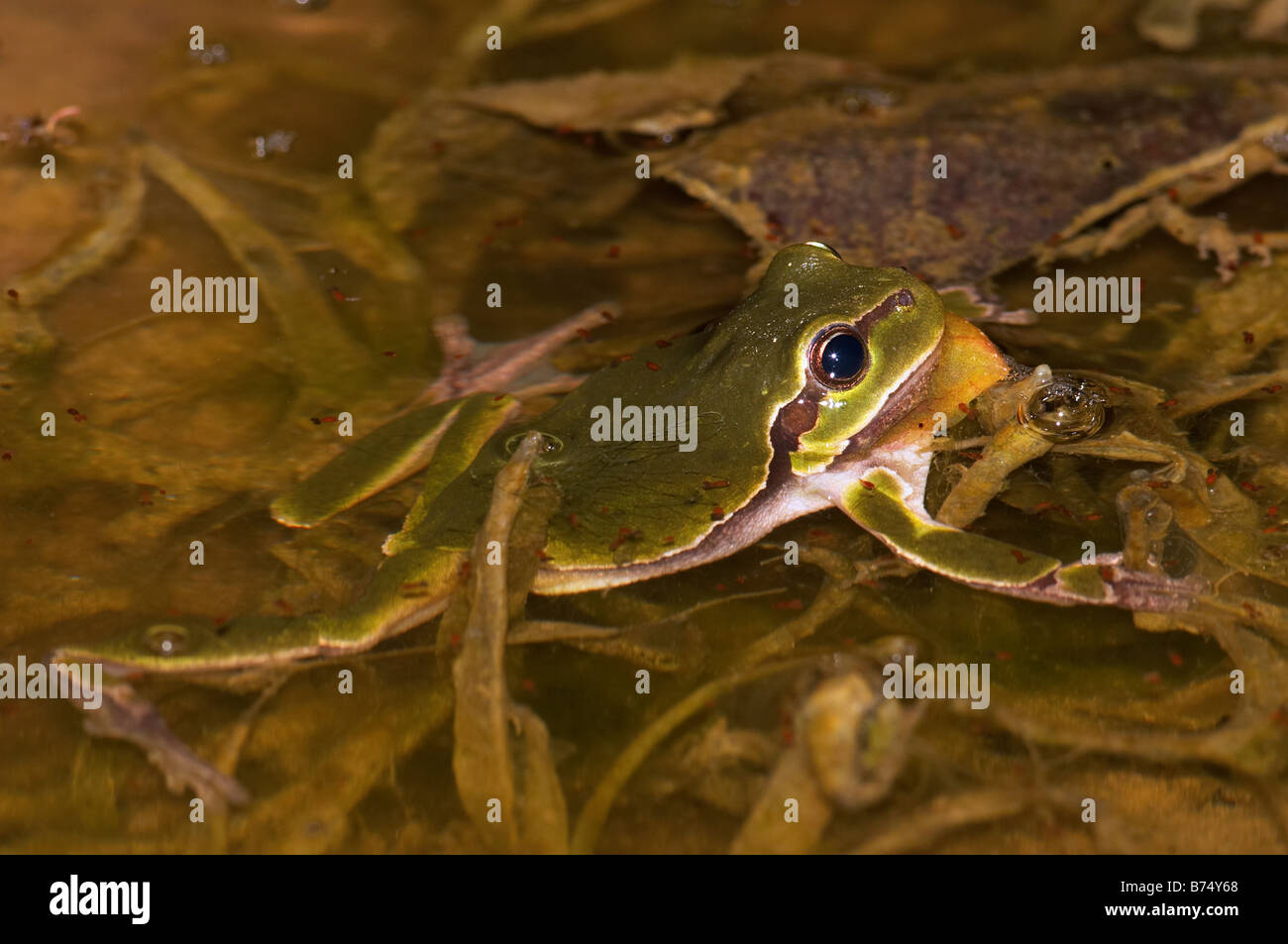 Common tree frog in hi-res stock photography and images - Alamy