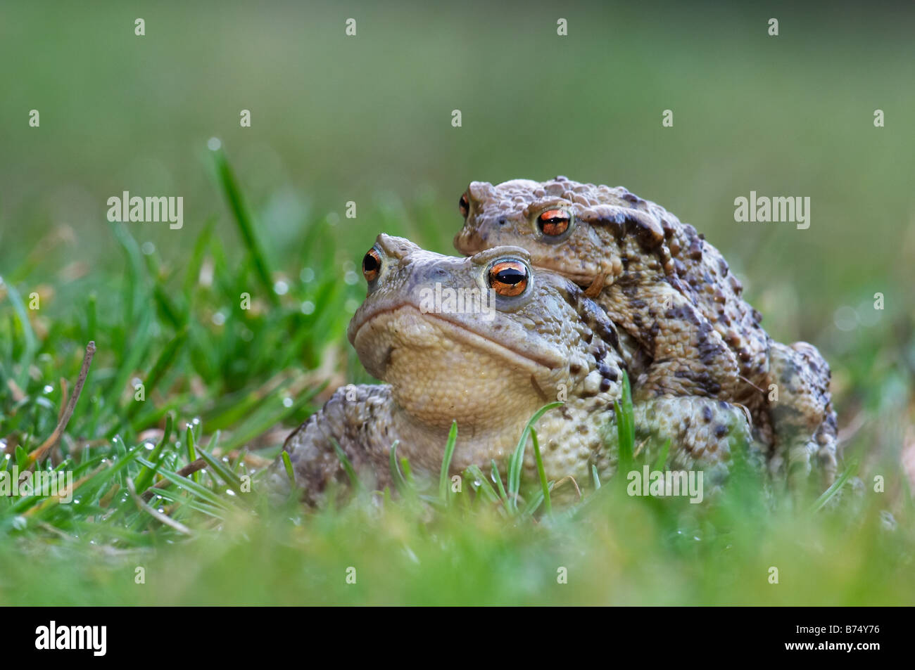 Common toad bufo in hi-res stock photography and images - Alamy