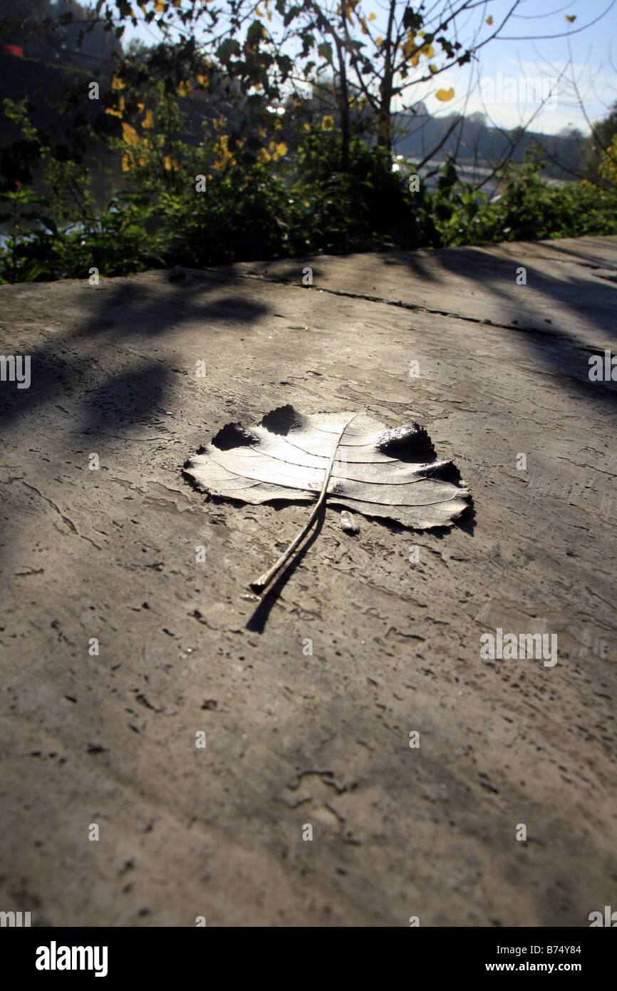 one single fallen leaf on empty country road in sun Stock Photo - Alamy