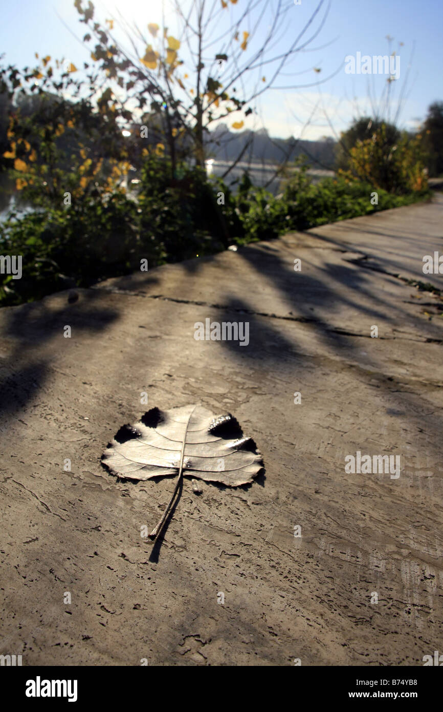 one single fallen leaf on empty country road in sun Stock Photo - Alamy