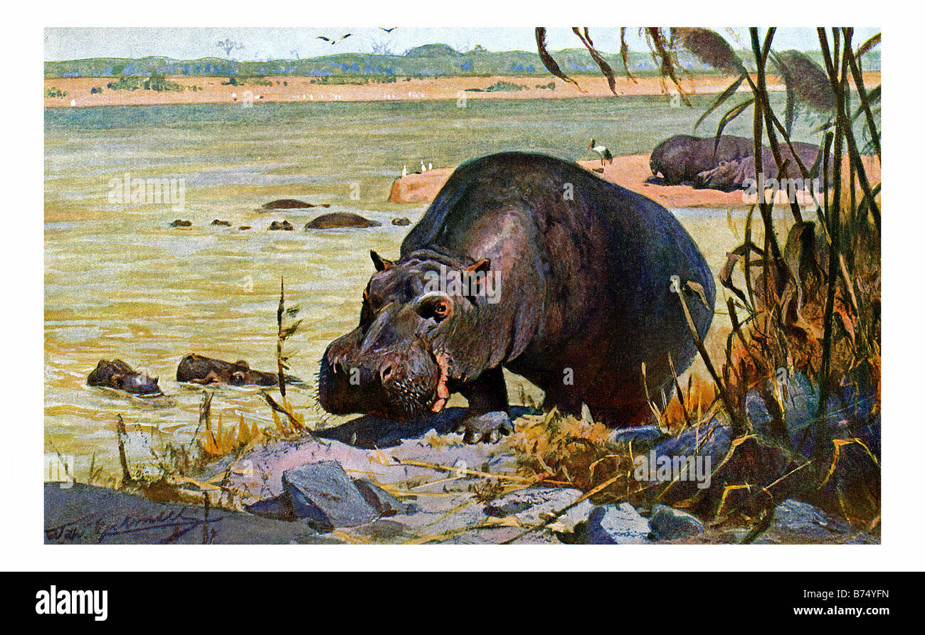 Hunting hippopotamus hi-res stock photography and images - Alamy