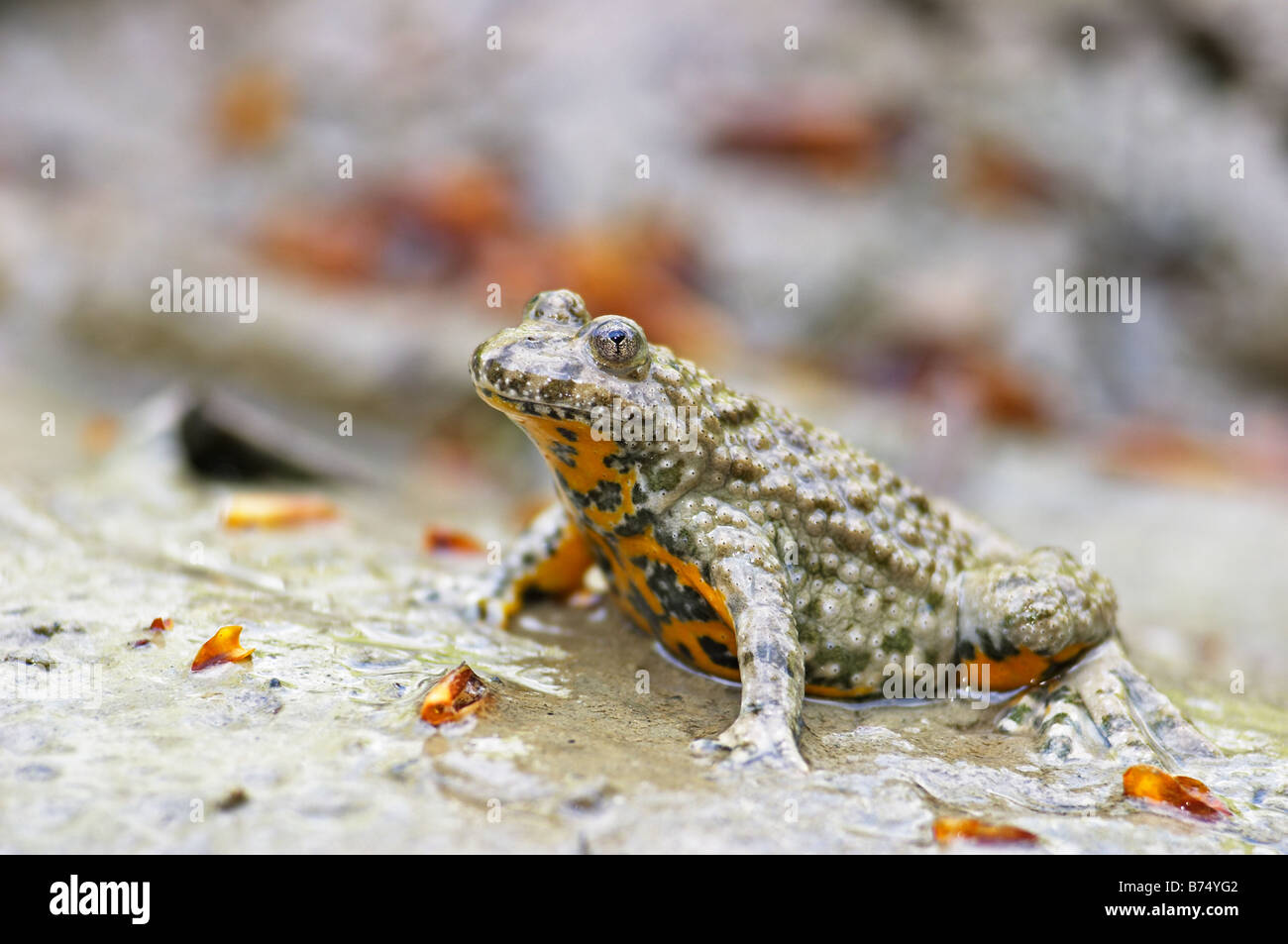 Toad mud hi-res stock photography and images - Alamy