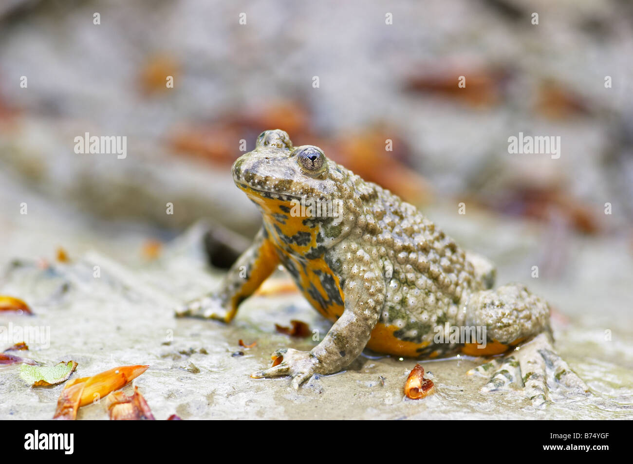 Toad mud hi-res stock photography and images - Alamy