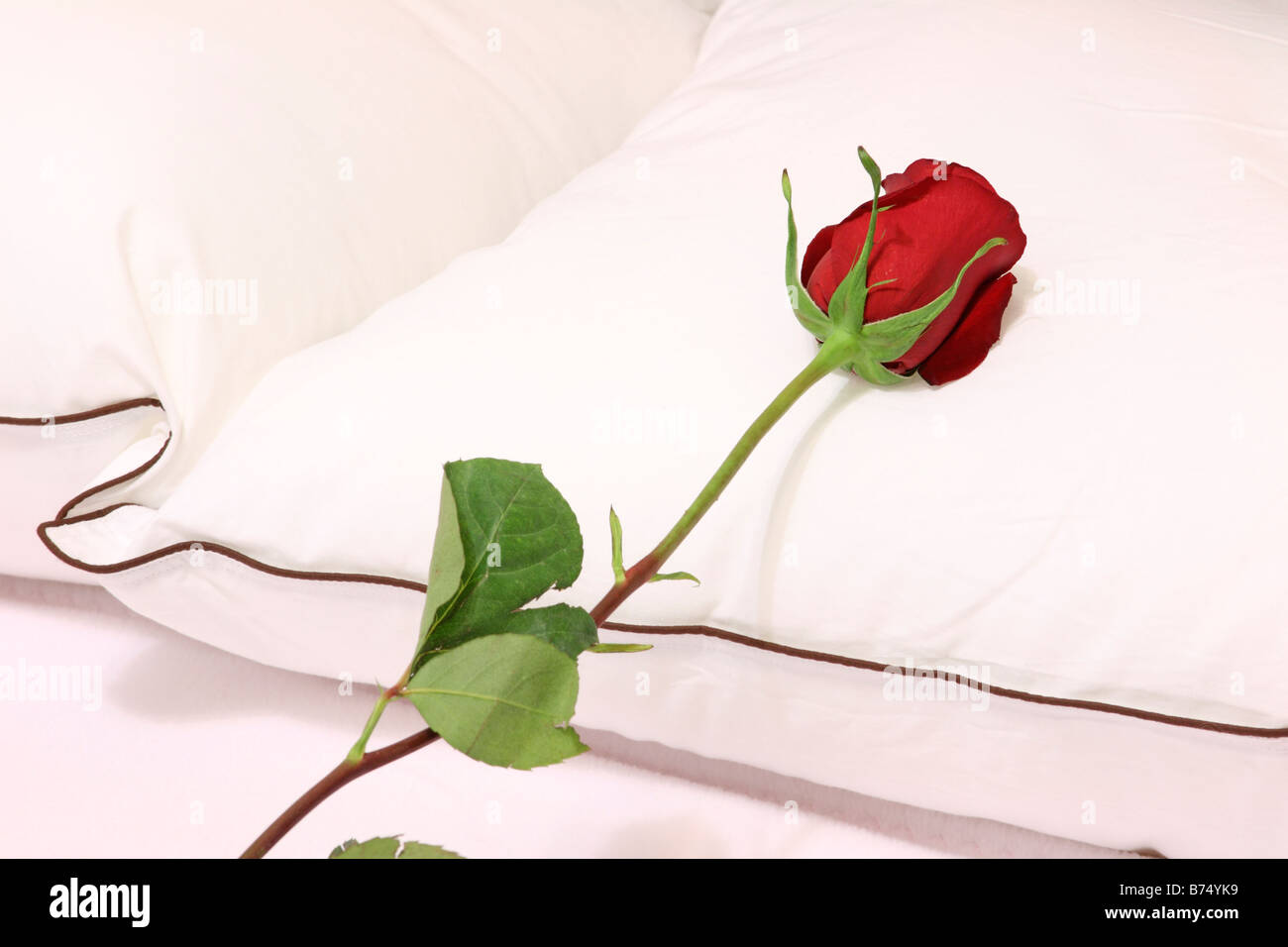Single long stem red rose laying on pillow Stock Photo - Alamy