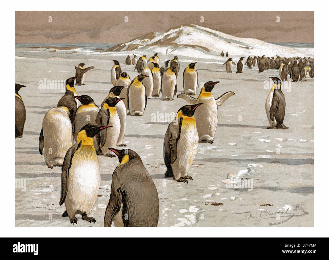 Emperor Penguin Pictures To Print
